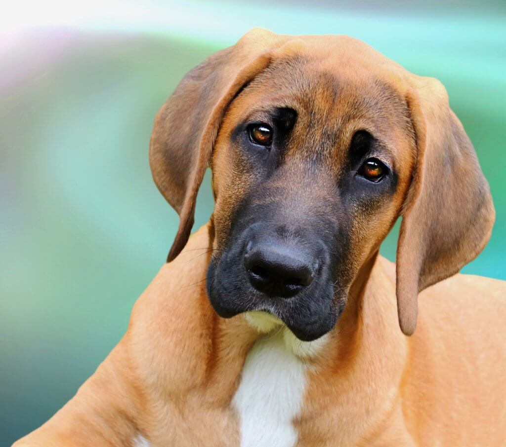 Broholmer Erziehung, Temperament/Wesen, Haltung und Kaufberatung